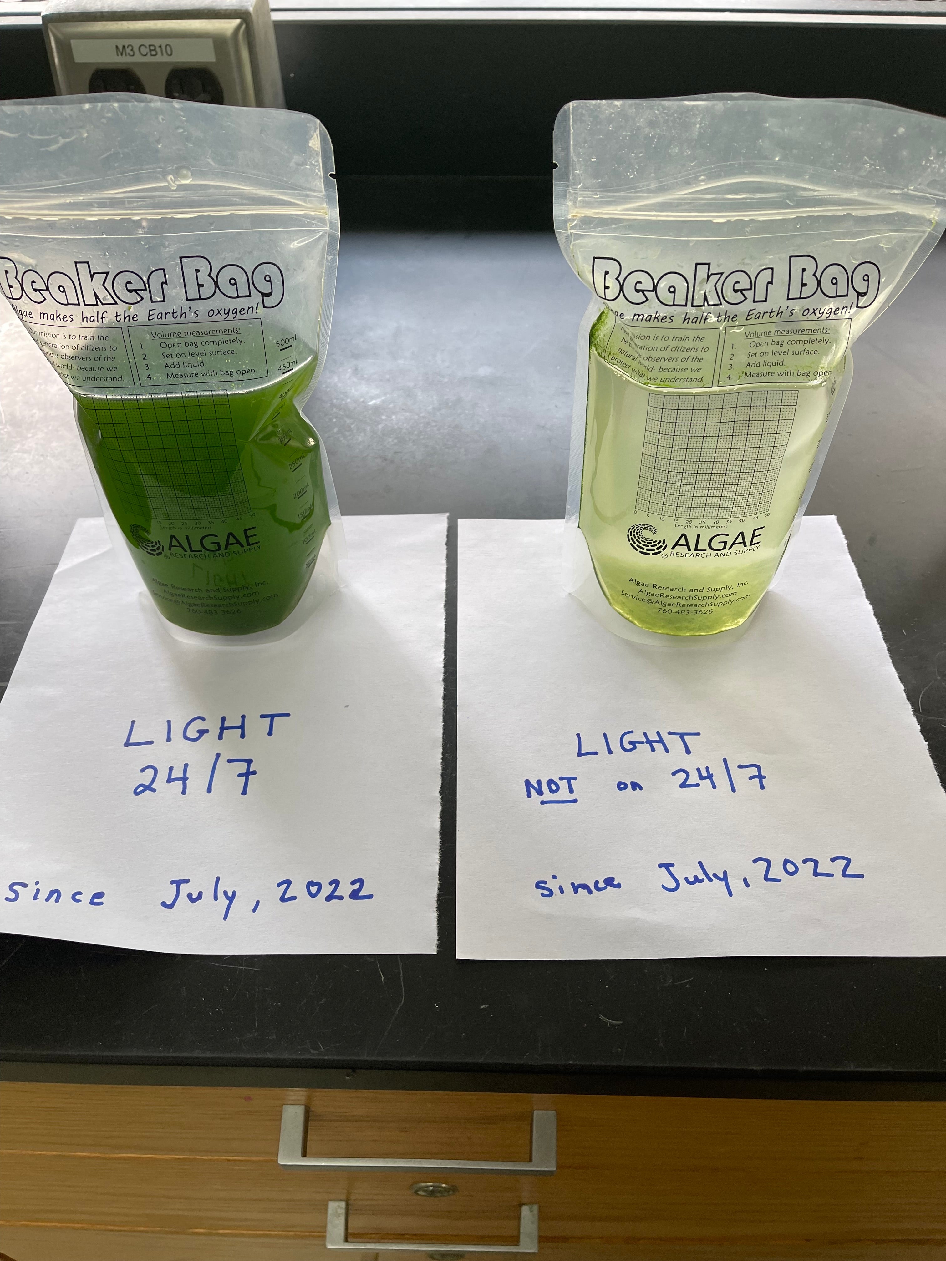 Teacher Project: Does Light Affect Algae Growth? – Algae Research Supply
