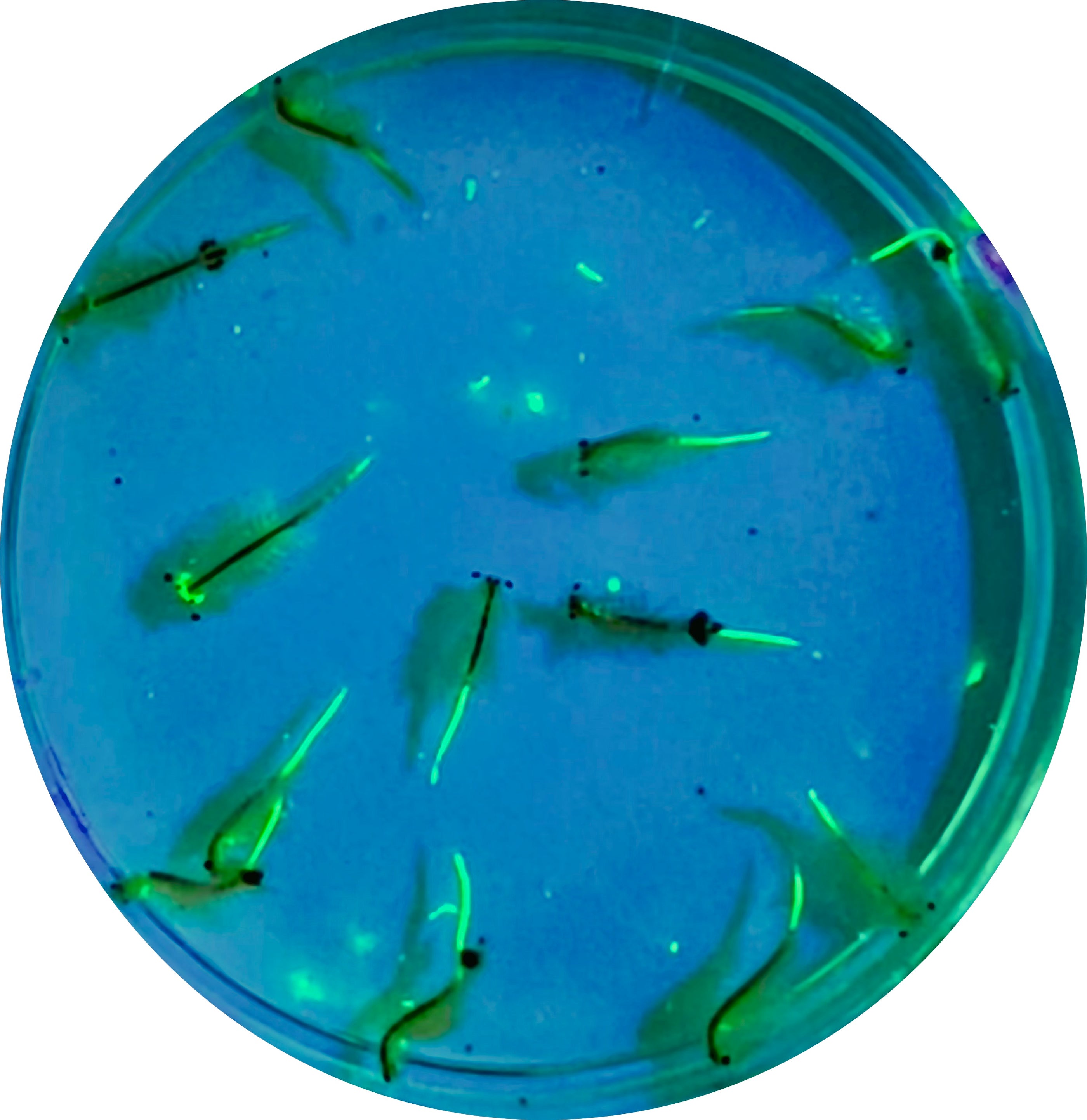 Brainy Briny Fake Fluorescent Food: Microplastic zooplankton bioaccumu ...