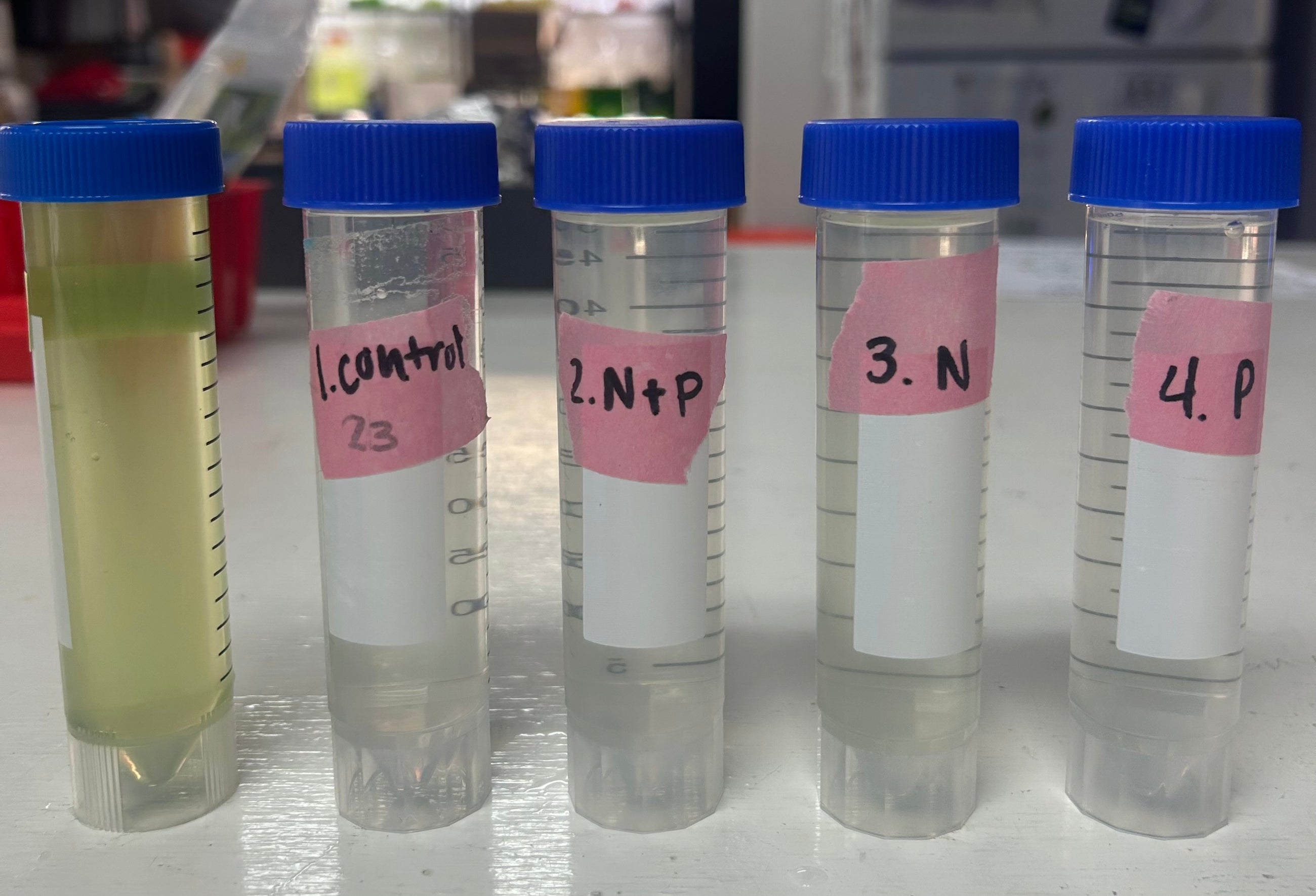 Algae Research Supply: Algae Culture Kit for Nannochloropsis