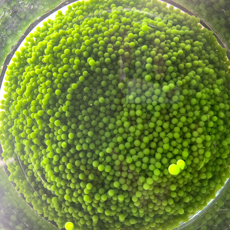 Projects and Lessons - Algae Research Supply