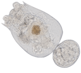 Live Zooplankton: Rotifers, Brachionus culture with phytoplankton ...