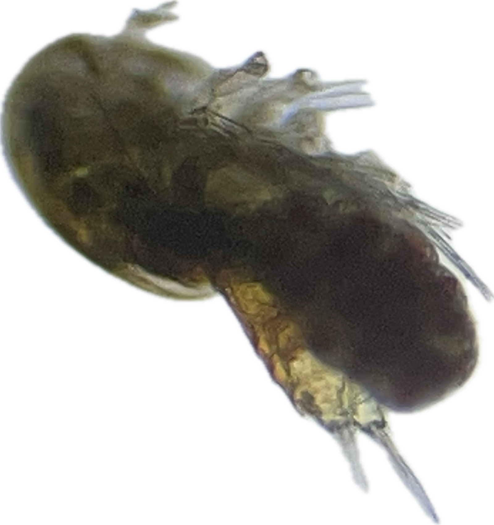 Live Zooplankton: Tigriopus californicus, Copepod Culture with Phytopl ...
