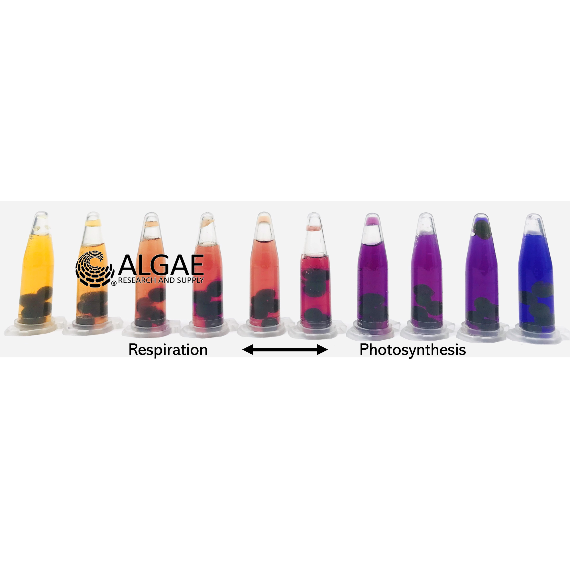 Algae Culture Kit and Growing Supplies - Algae Research Supply