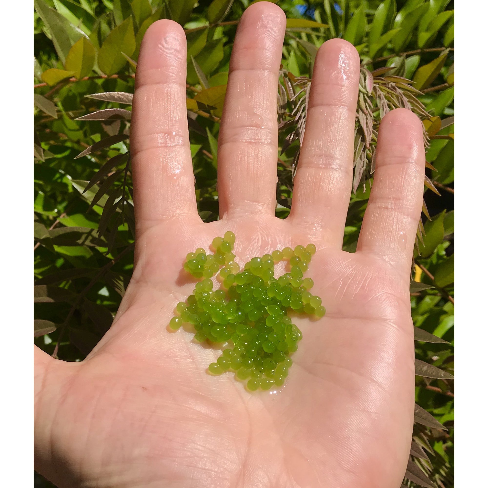 Algae Research Supply: Algae Beads
